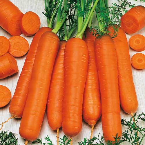 Karotte Berlicum Samen bestellen - chili-shop24.de