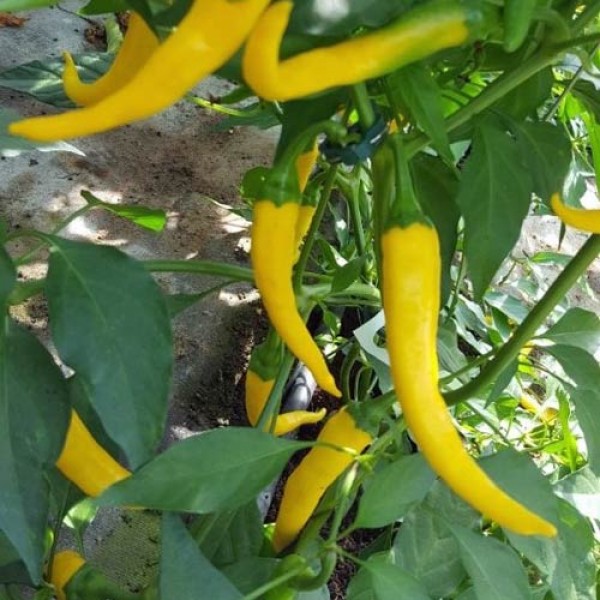 Romanian Giallo Chili Samen online bestellen - chili-shop24.de