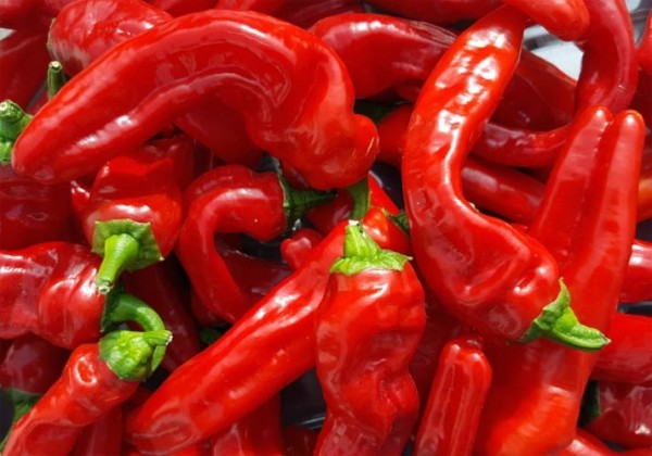 Friariello di Napoli Chili Samen - online kaufen bei chili-shop24.de