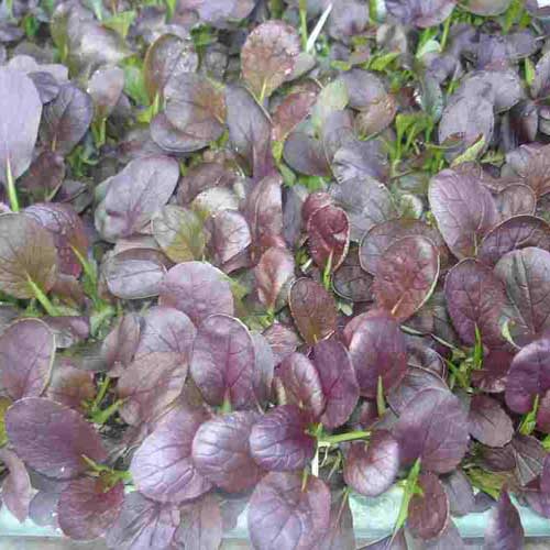 Senfspinat Komatsuna Red Samen bestellen - chili-shop24.de