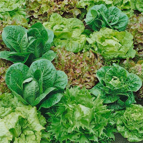 Salat Mix Samen bestellen - chili-shop24.de