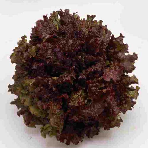 Salat New Red Fire Samen bestellen - chili-shop24.de