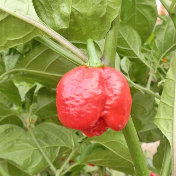 Infinity Chilisamen bestellen - chili-shop24.de