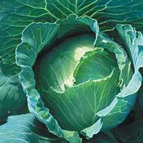 Kohl Kopenhagen Market Samen bestellen - chili-shop24.de