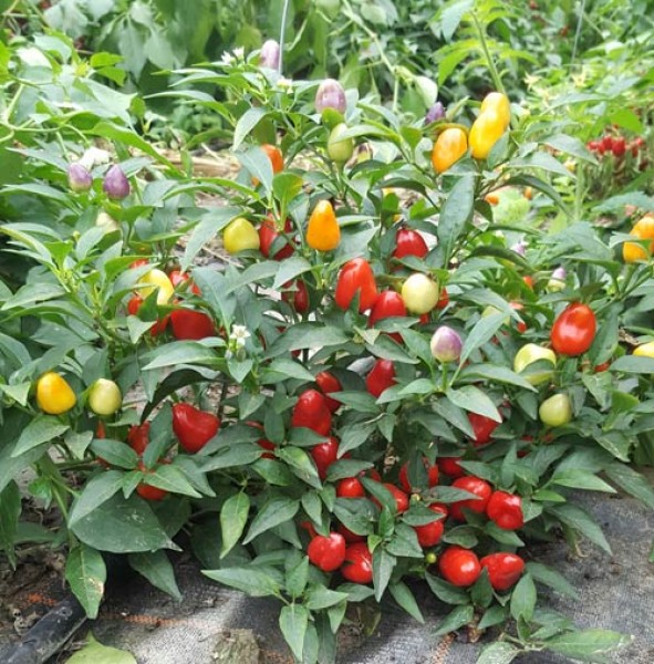 Pyramid Chilisamen bestellen - chili-shop24.de