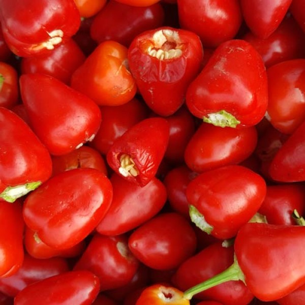 Pyramid Chilisamen bestellen - chili-shop24.de