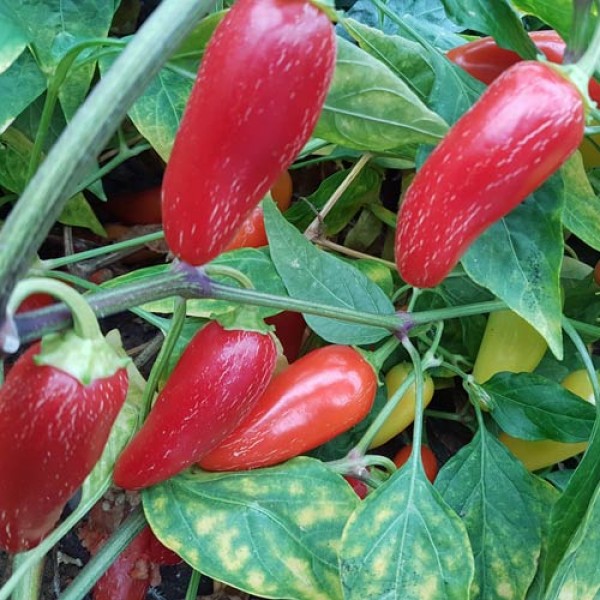 NuMex Pinata Chilisamen bestellen - chili-shop24.de