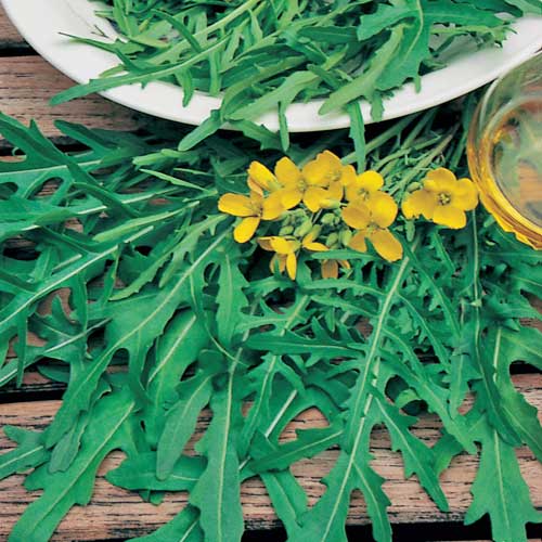 Salat Rucola Wild Samen bestellen - chili-shop24.de