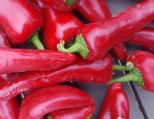 Snoopy Chili Samen online bestellen - chili-shop24.de