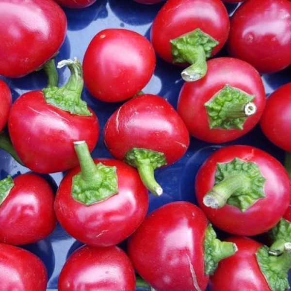 Cherrybomb Hot Tomato Chili Samen online bestellen - chili-shop24.de