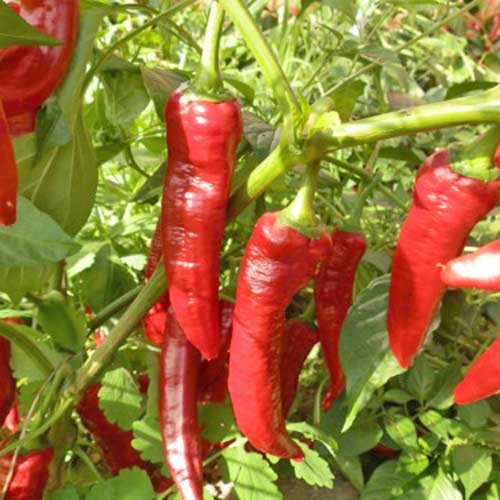 Belrubi Chilisamen bestellen - chili-shop24.de