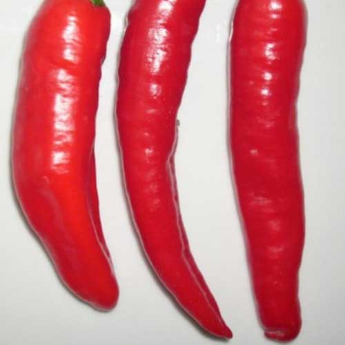 Aci Biber Sweet Chilisamen bestellen - chili-shop24.de