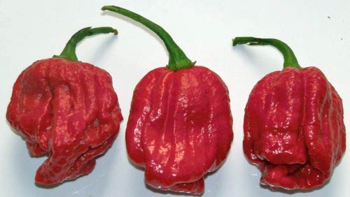 7 Pot Primo Chilisamen bestellen - chili-shop24.de