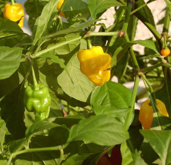 Trinidad Perfume Chilisamen bestellen - chili-shop24.de