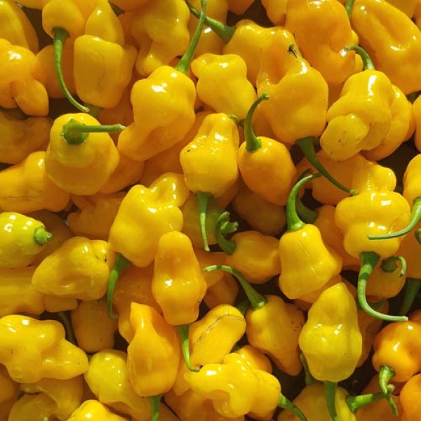 Trinidad Perfume Chilisamen bestellen - chili-shop24.de